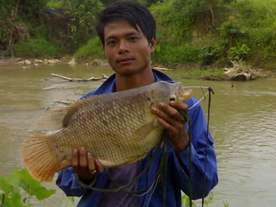 ORNAMENTAL FISH AQUARIUM: Ikan Kaloi (Osphronemus goramy)