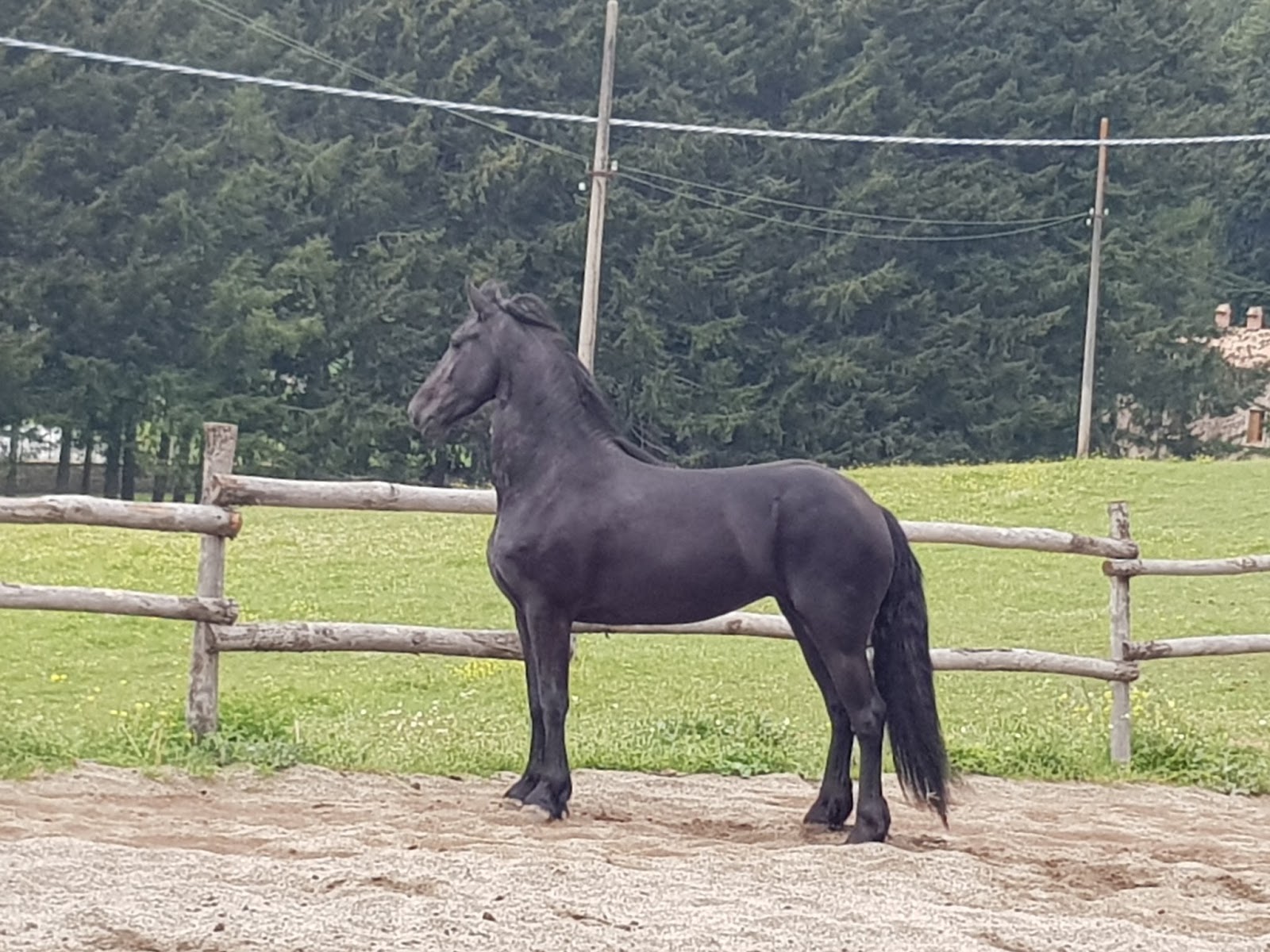 scuderia mario cardamone: CAVALLI IN VENDITA