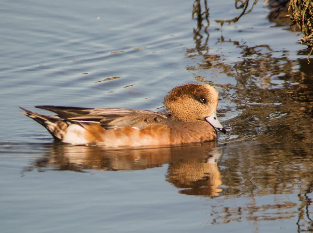 Len's Lens - Confessions of a digiscoper: American and Eurasian Wigeon ...