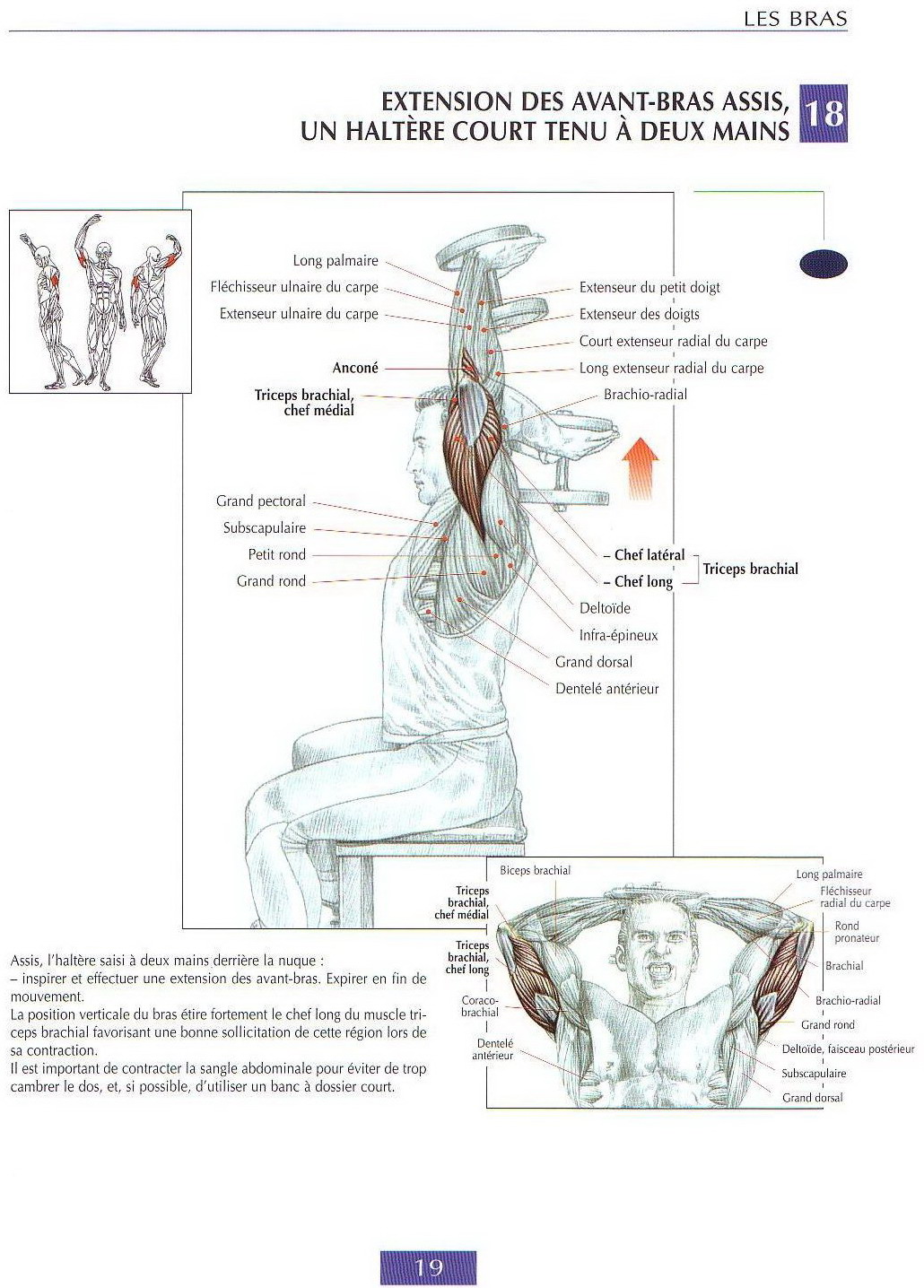 TRICEPS exercices | guide de musculation