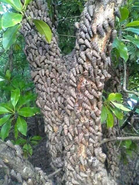 Generasi sekarang makan ke siput sedut?