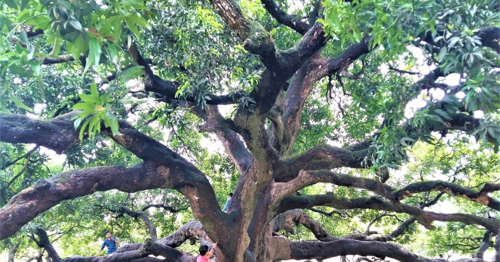 World's largest mango tree - History and Travel-world heritage BD