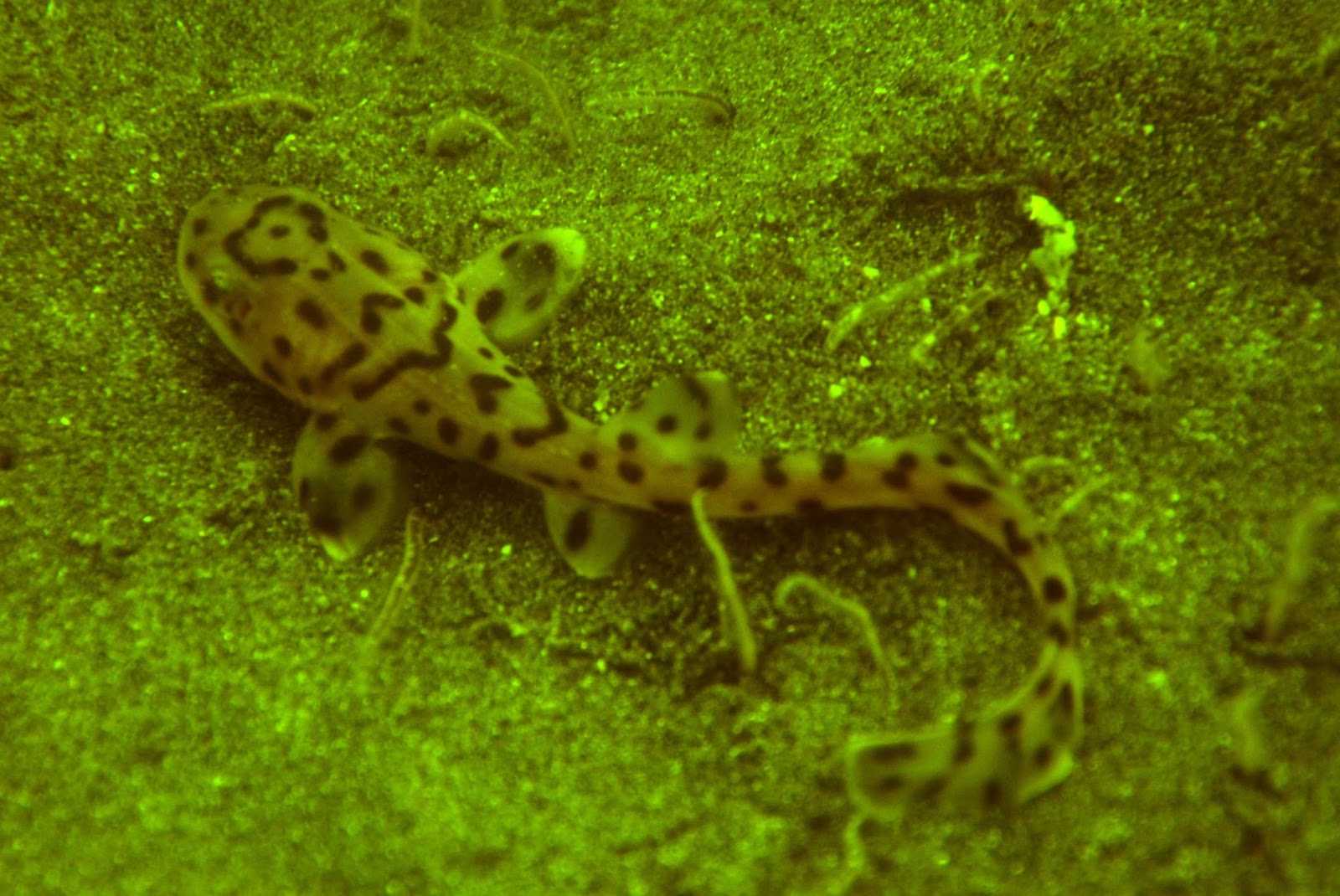 BACTERIOLOGÍA UNICOR: septiembre 2015