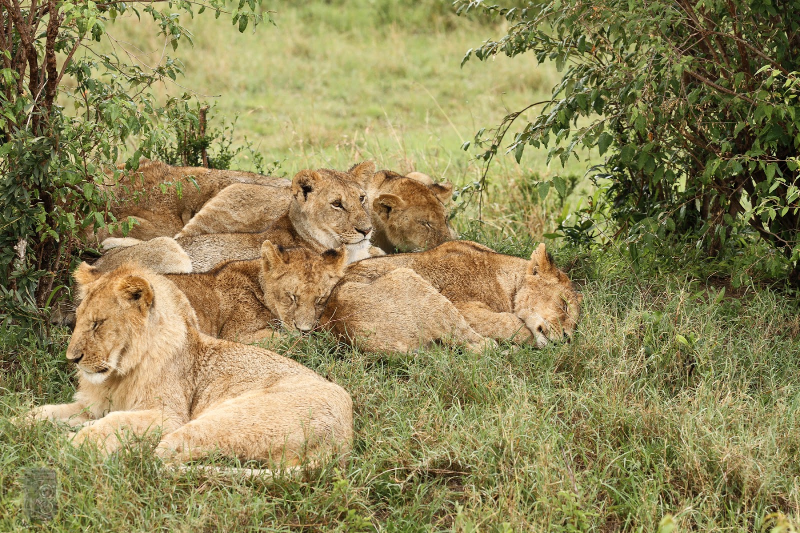 My Dreams...: Masai Mara National Park Wild Animals...