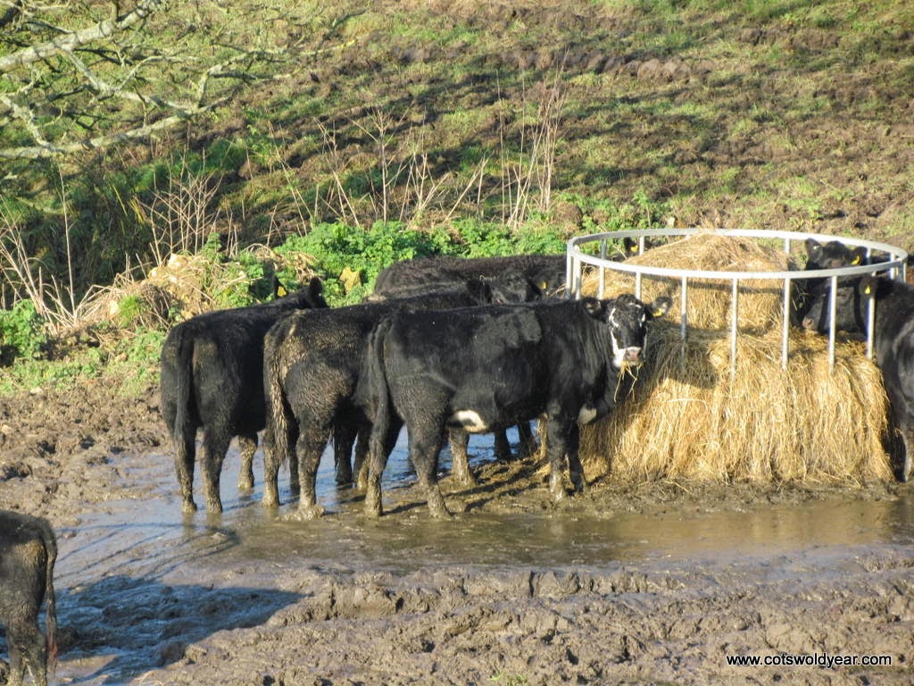 A Cotswold Year: Cattle in the Mud