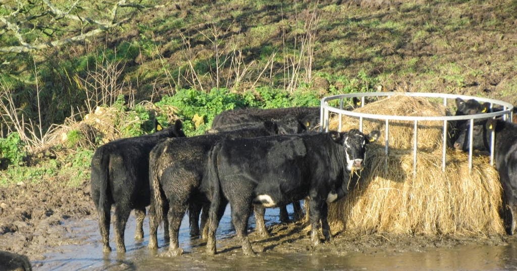 A Cotswold Year: Cattle in the Mud