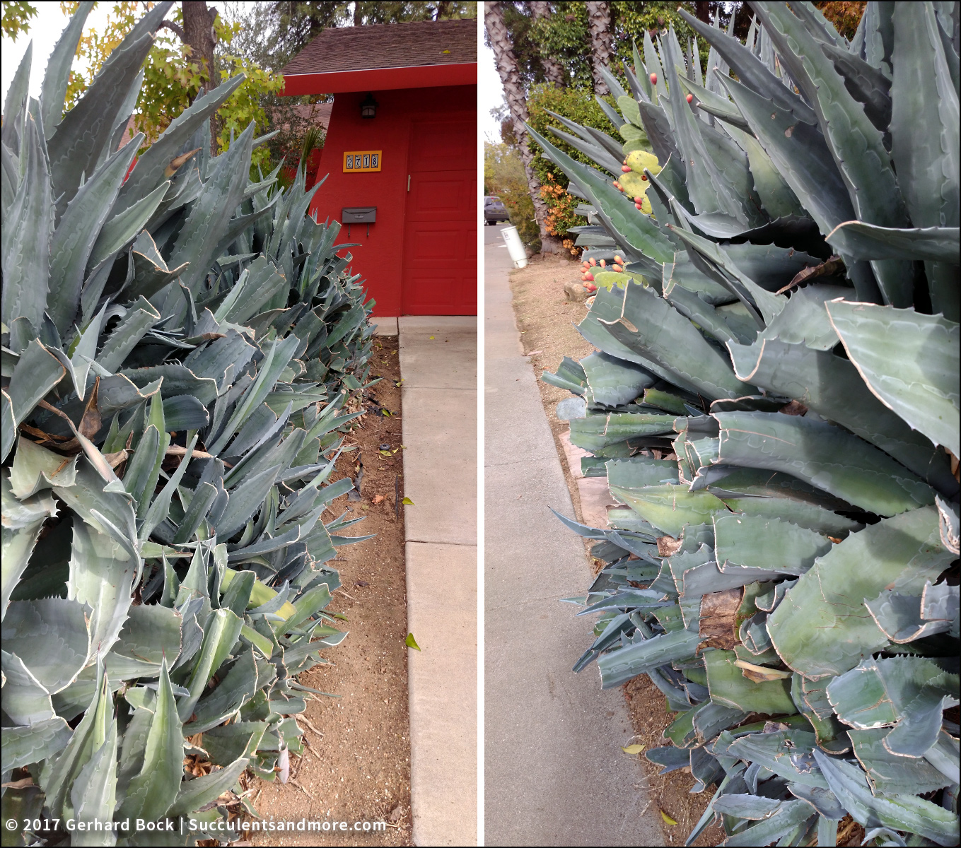 Agave americana eating the world