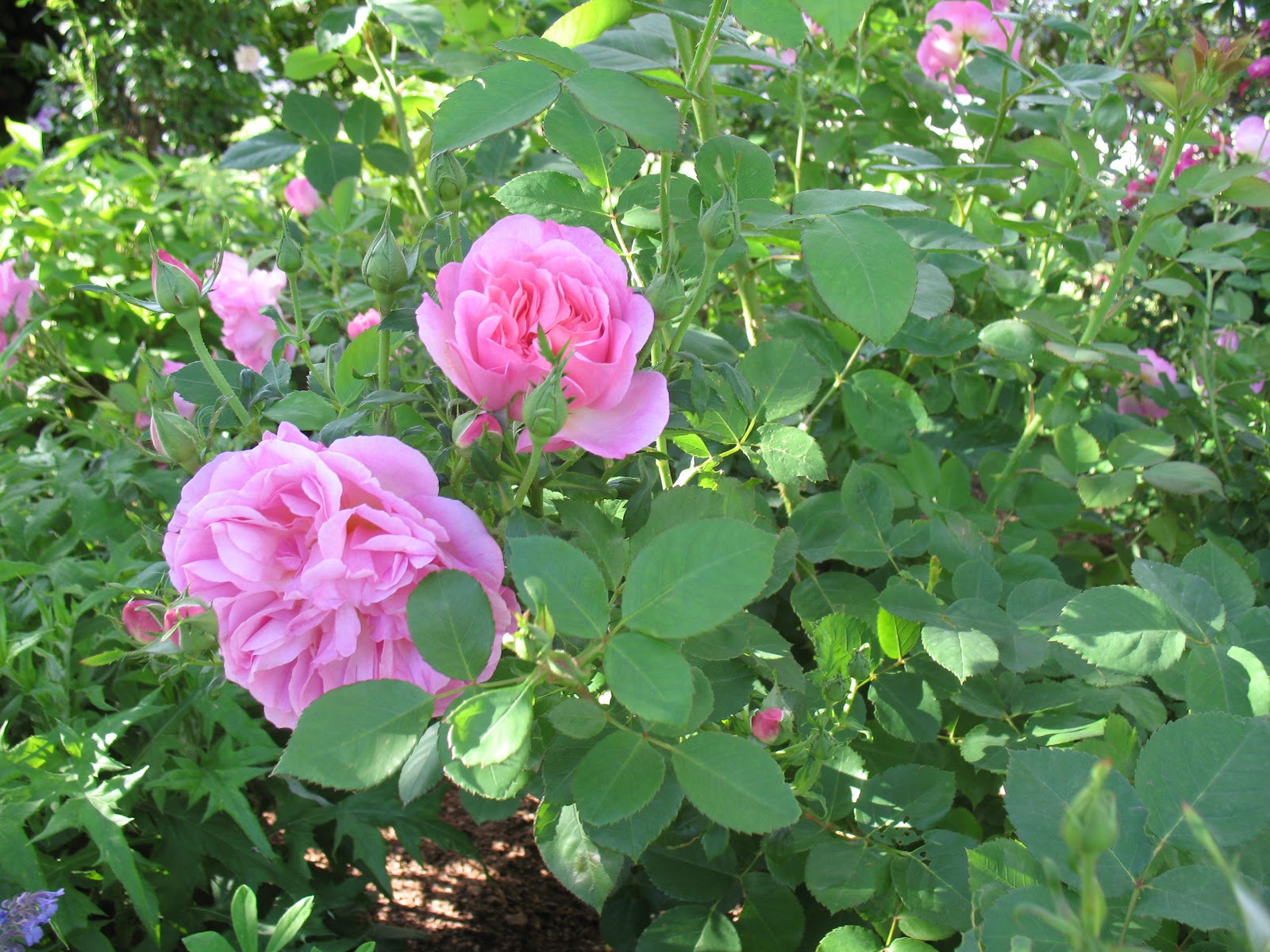 Roses du jardin Chêneland: Rosier "Hyde Hall"