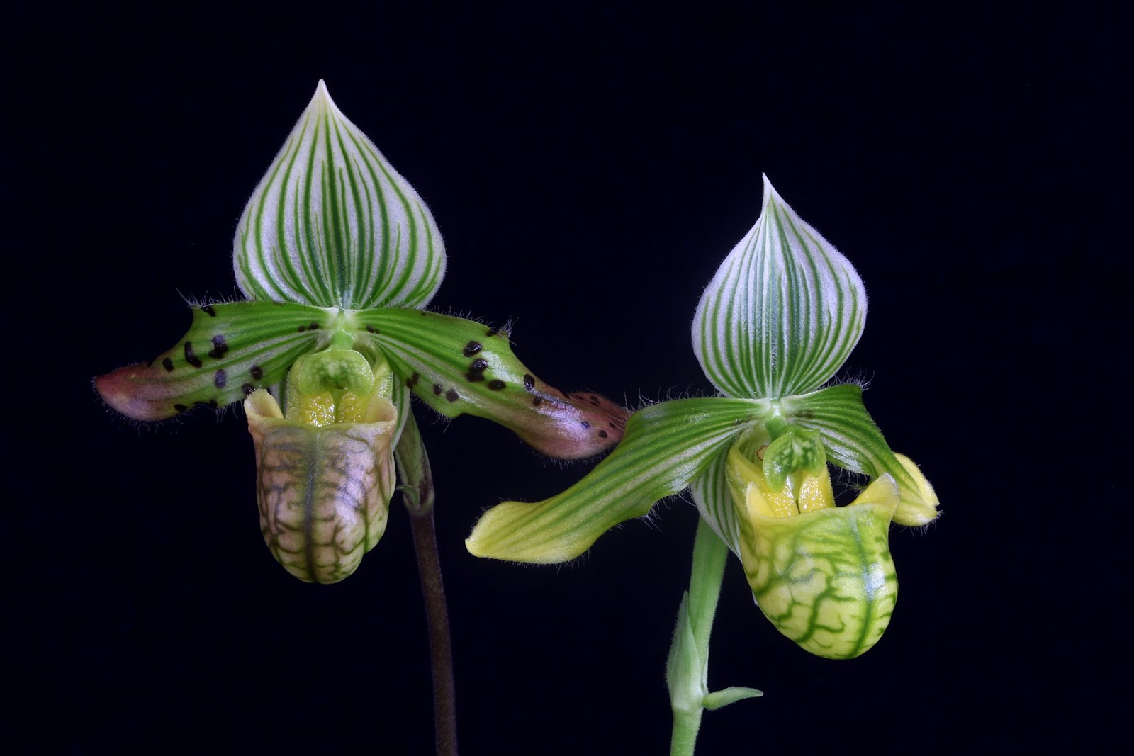Orchids in Bloom: Paphiopedilum venustum and venustum album