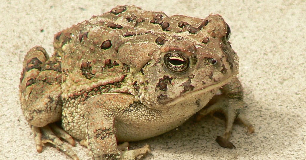 Earth and Space News: North American Fowler’s Toad Habitats Are ...