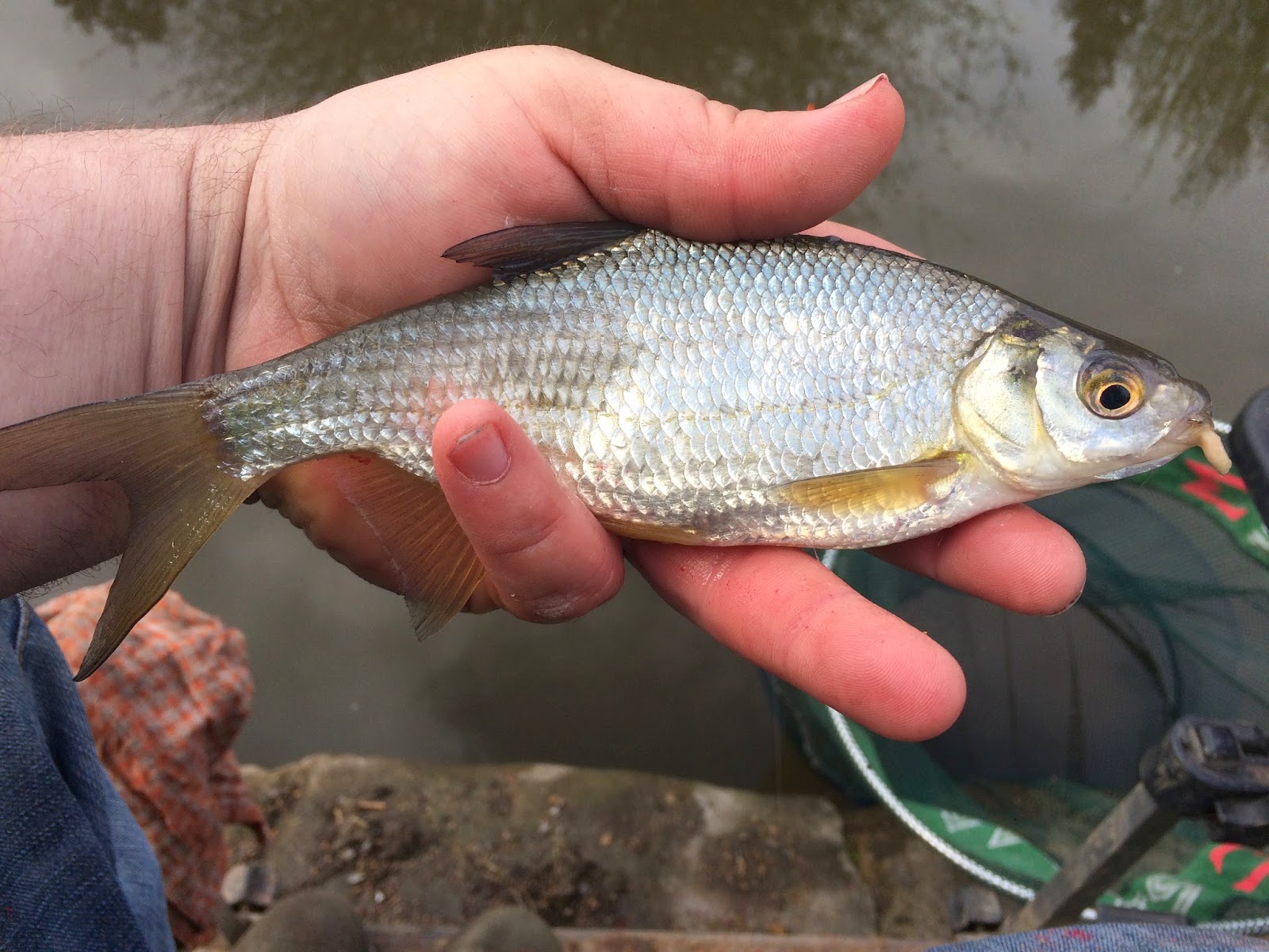 Danny's Angling Blog: Pond and Bridgewater Canal Fishing plus All Change...
