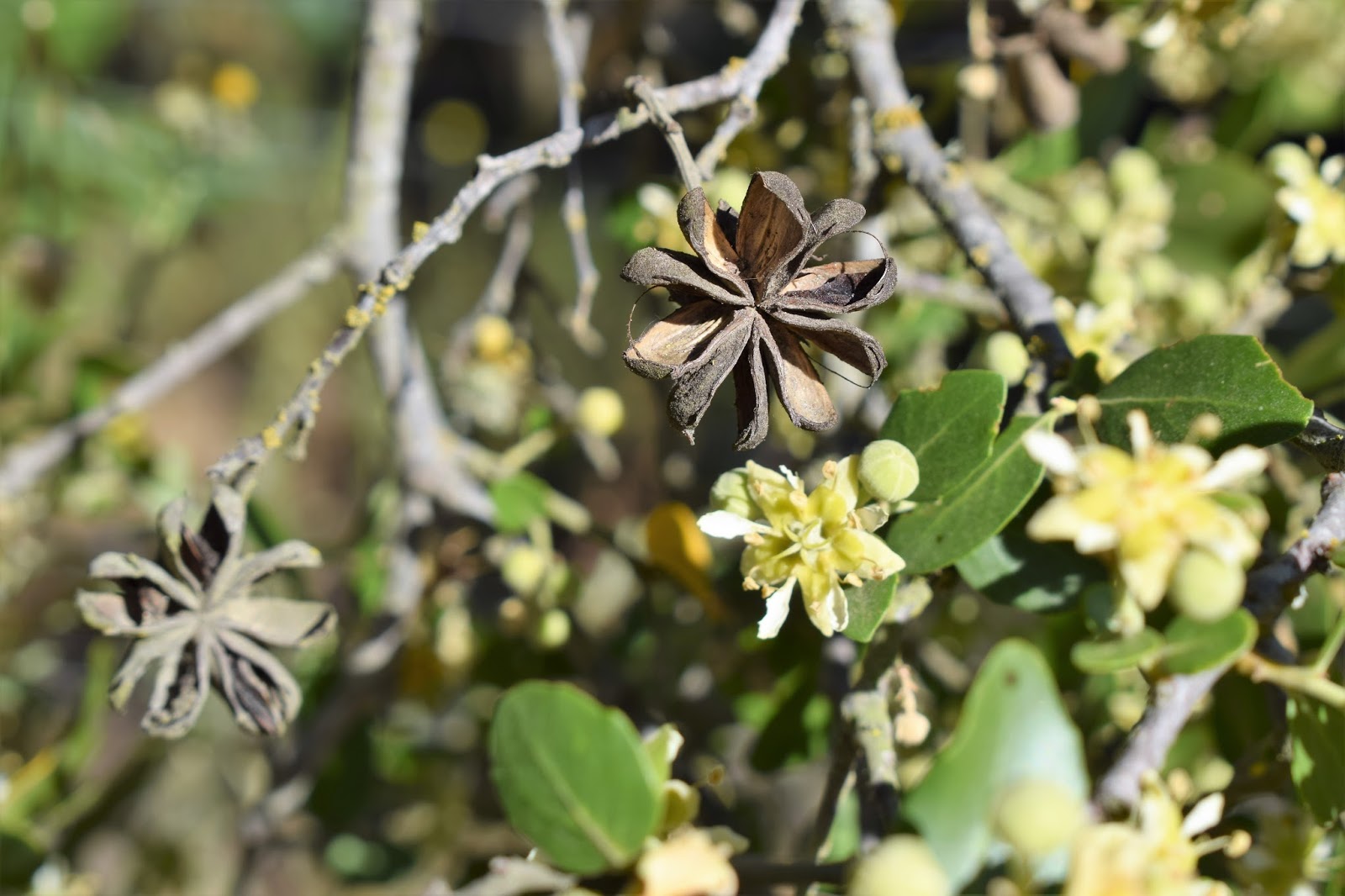 Fernando Ruz: Plantas nativas de Chile: Quillay, küllay, Quillaja saponaria