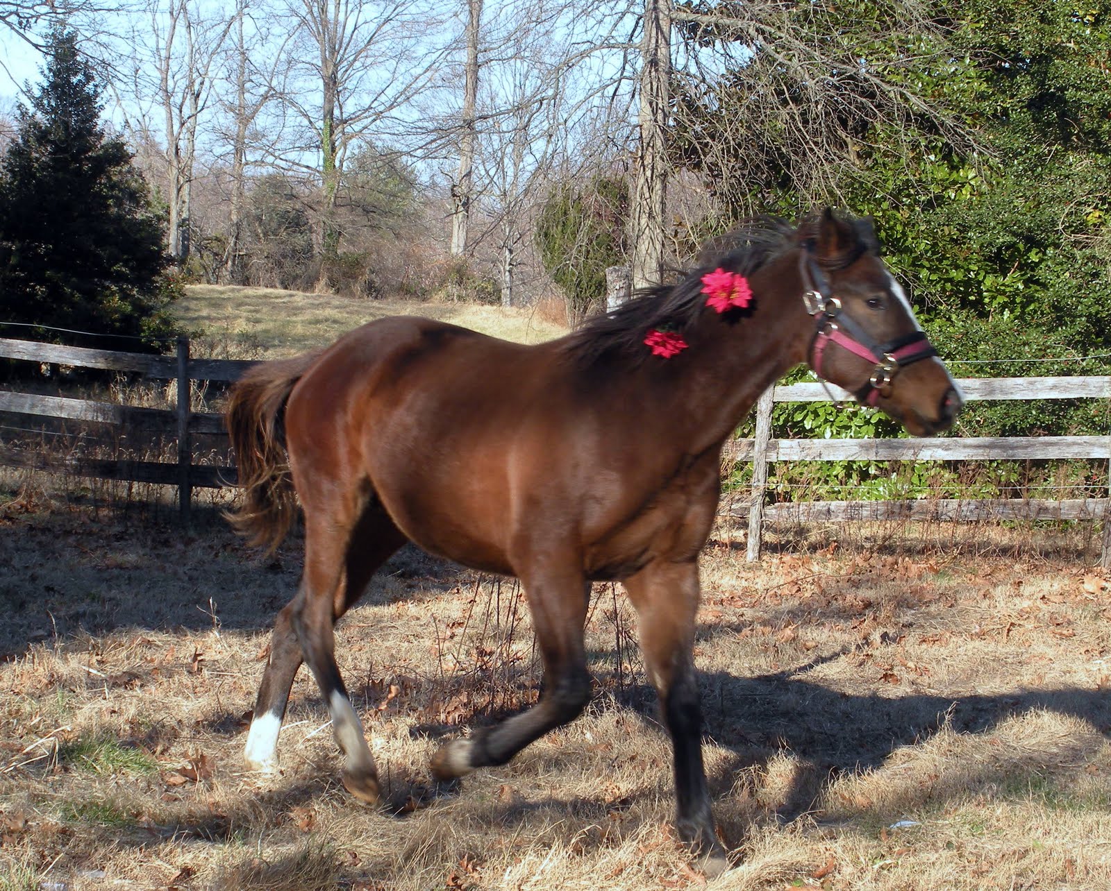 Postmenopausalzest: Zesty Women: Sasscer, Diane, and Kendel at Malice