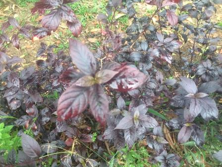 Aerva sanguinolenta | Pustaka Flora | Database Tanaman Landscape