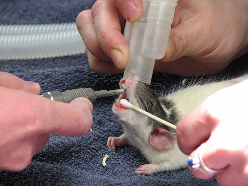 Bento Rats: Teeth Trimming Pt. 2
