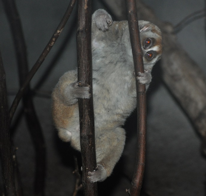 ZOOTOGRAFIANDO (6.100 ANIMALS): LORIS LENTO DE SONDA / SUNDA SLOW LORIS ...
