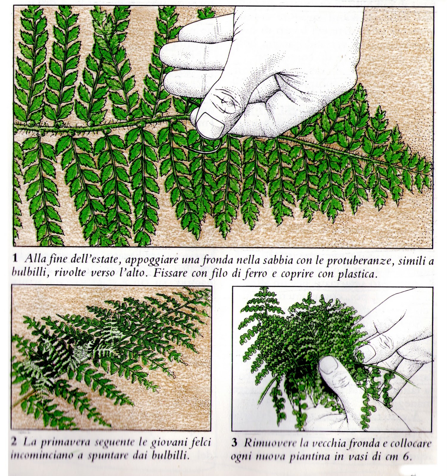 Il bisogno aguzza l'ingegno: Le Felci: Come moltiplicarle