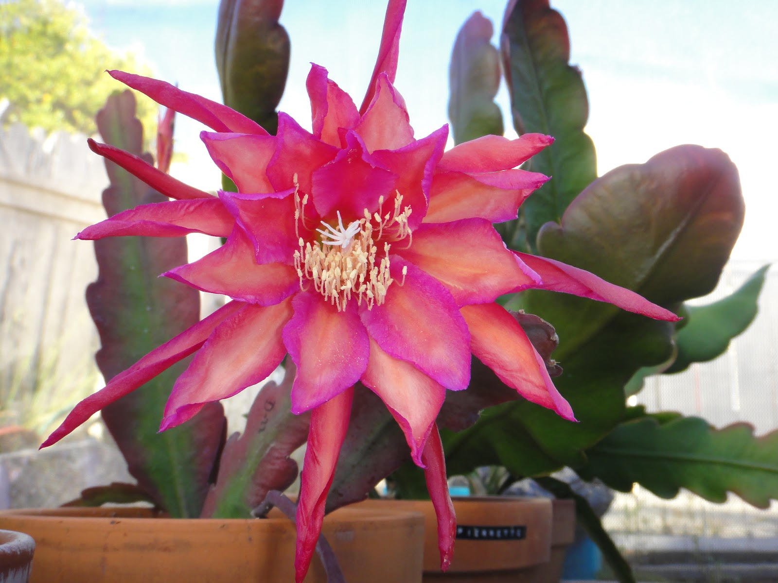 My Epiphyllum Collection: Dragon Heart