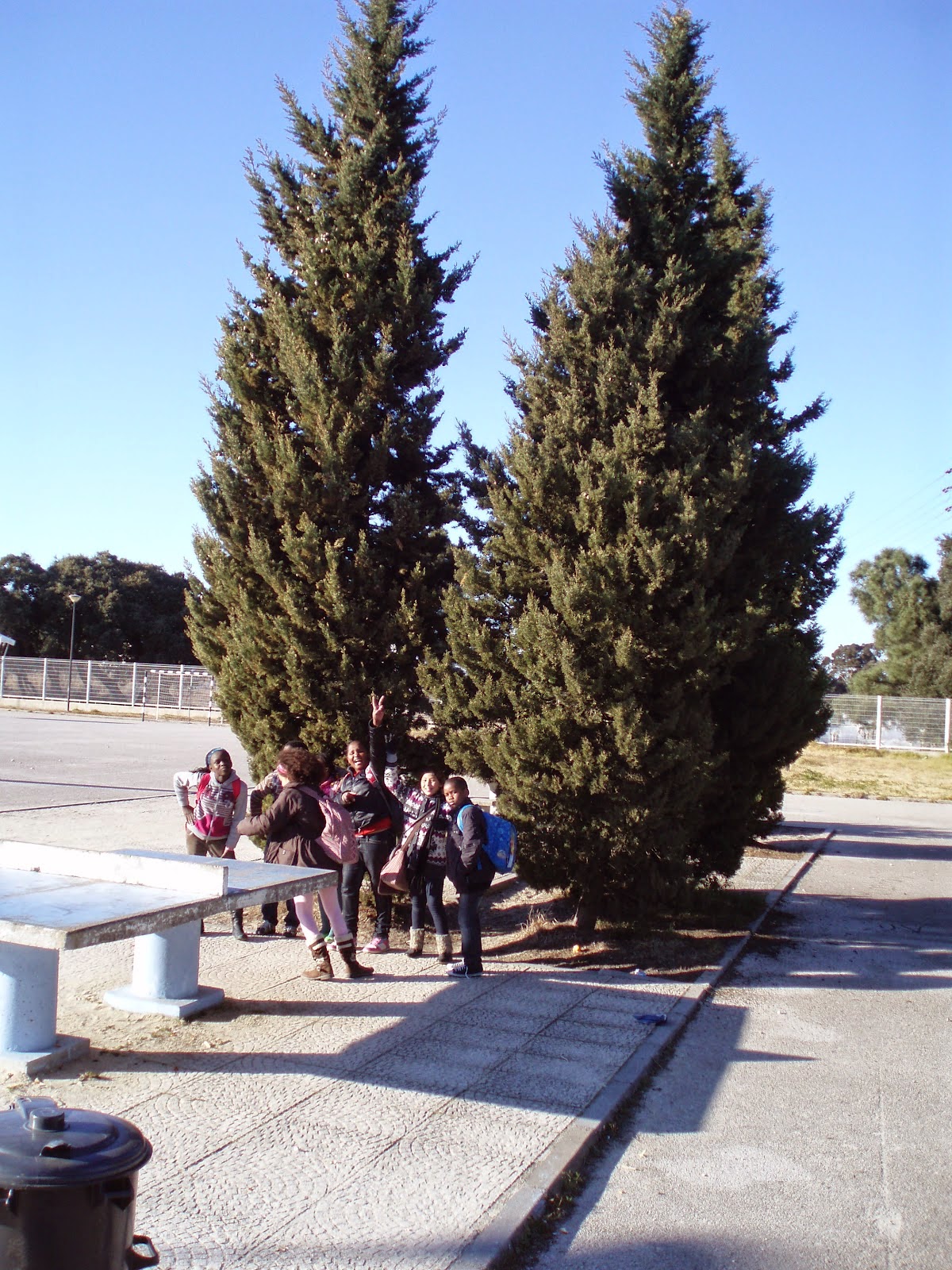 Cipreste Português / Cedro Branco - Cupressus lusitanica