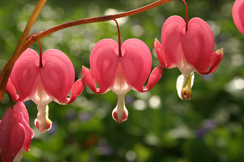 May Flowers | Meredith Alexander