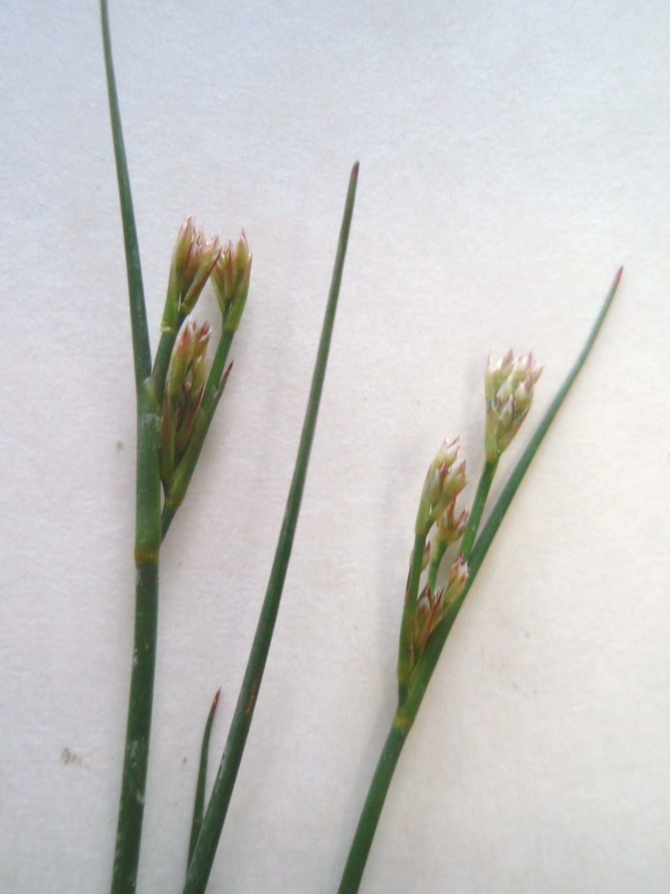 HERBARIO VIRTUAL DE BANYERES DE MARIOLA Y ALICANTE: Juncus subulatus ...