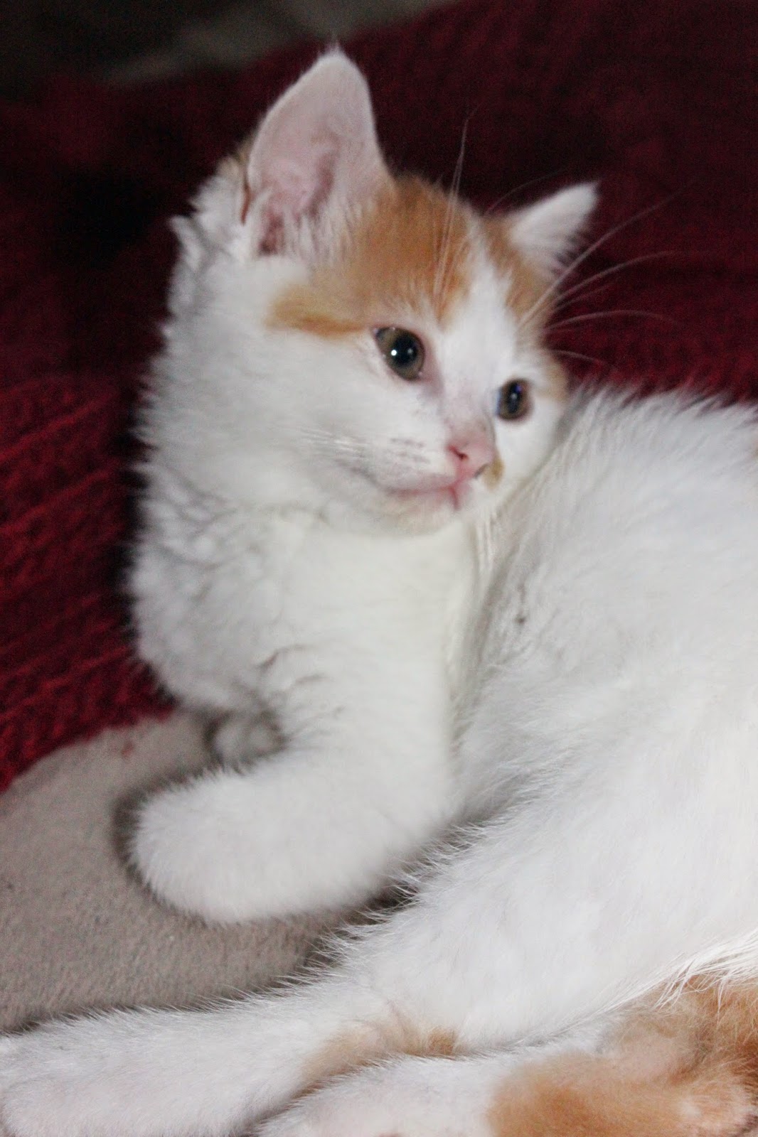 Devenir maman d'un chaton