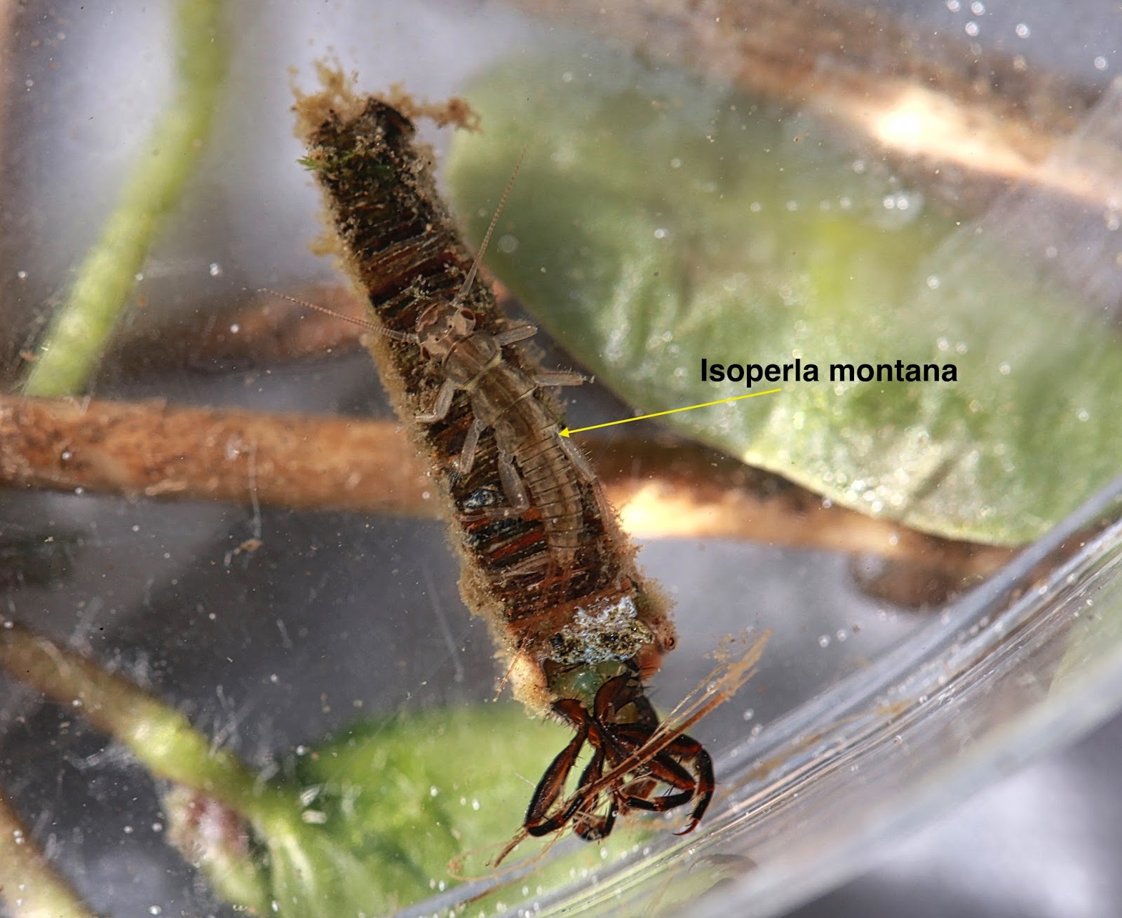 Aquatic Insects of Central Virginia: The "Appalachian Springfly ...