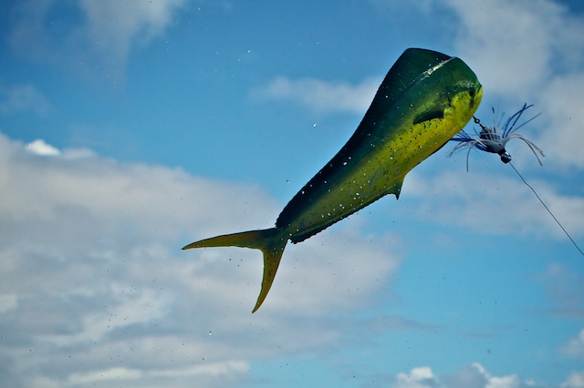 migrations: La dorade coryphène
