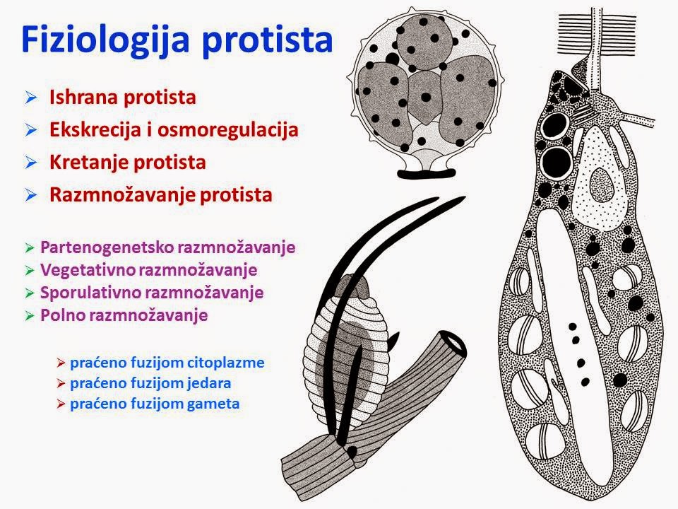 STEFAN LUKETA: KNJIGA "OPŠTA PROTISTOLOGIJA"