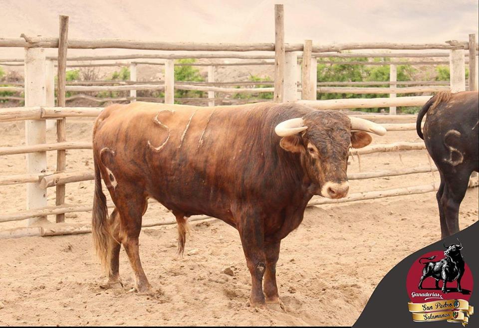 PERÚ TOROS: IMÁGENES DE LOS TOROS DE LA GANADERÍA SAN PEDRO PARA ...