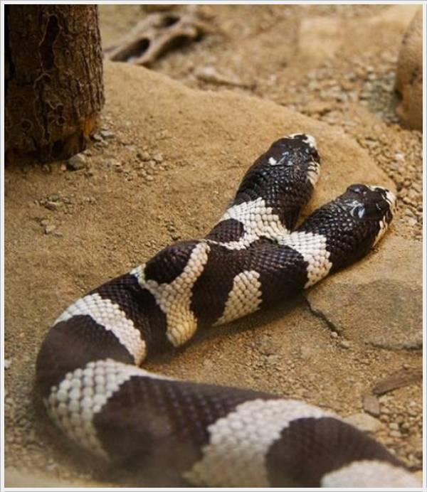 Get FuN Here: Rare 2 Headed Snakes