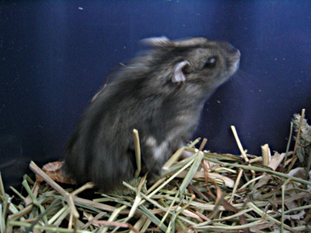 Djungarian hamster | all about hamster