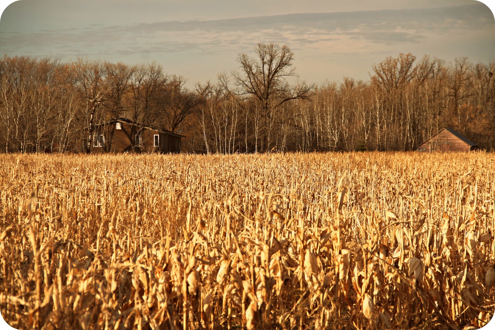 The Joy In The Middle: fall farm fun!