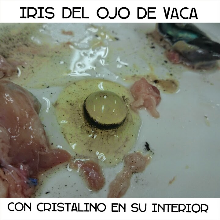 Biología Aplicada 4ºA -3- 2014: DISECCIÓN DE OJO DE CORDERO Y DE VACA