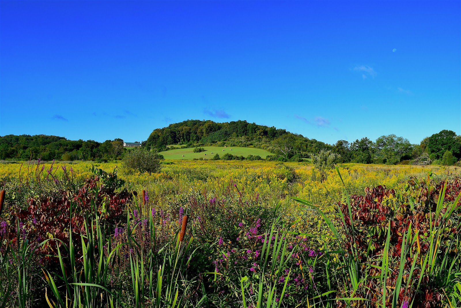 Catholic Girl Stuff: The Green Fields of France