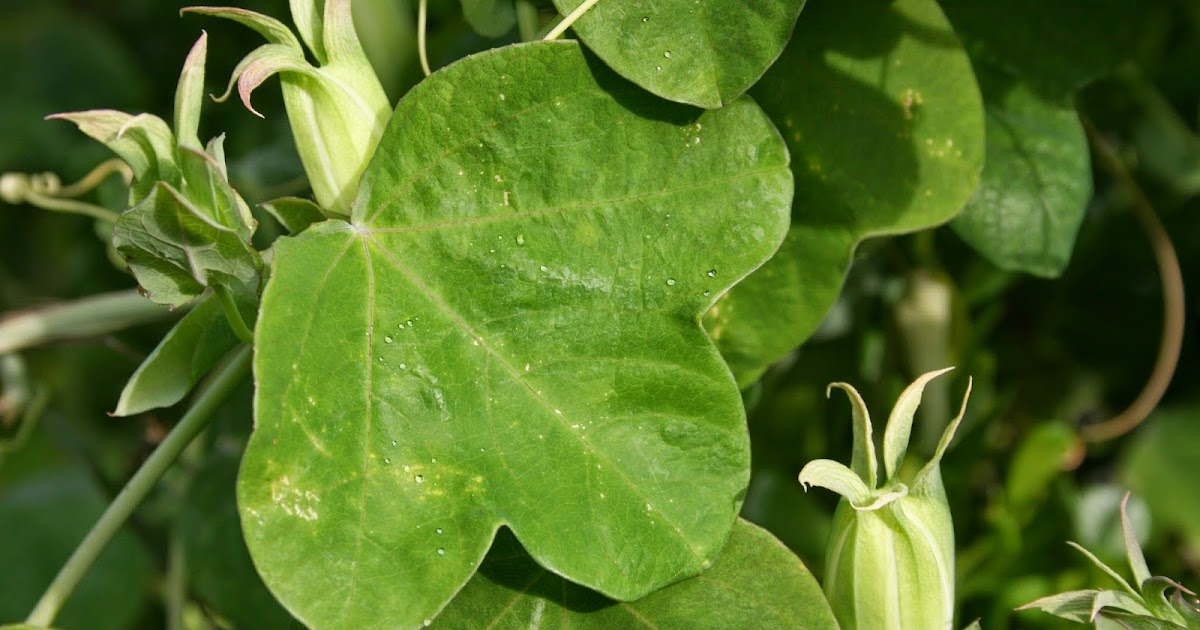 Native Florida Wildflowers: Pale passionvine - Passiflora pallida