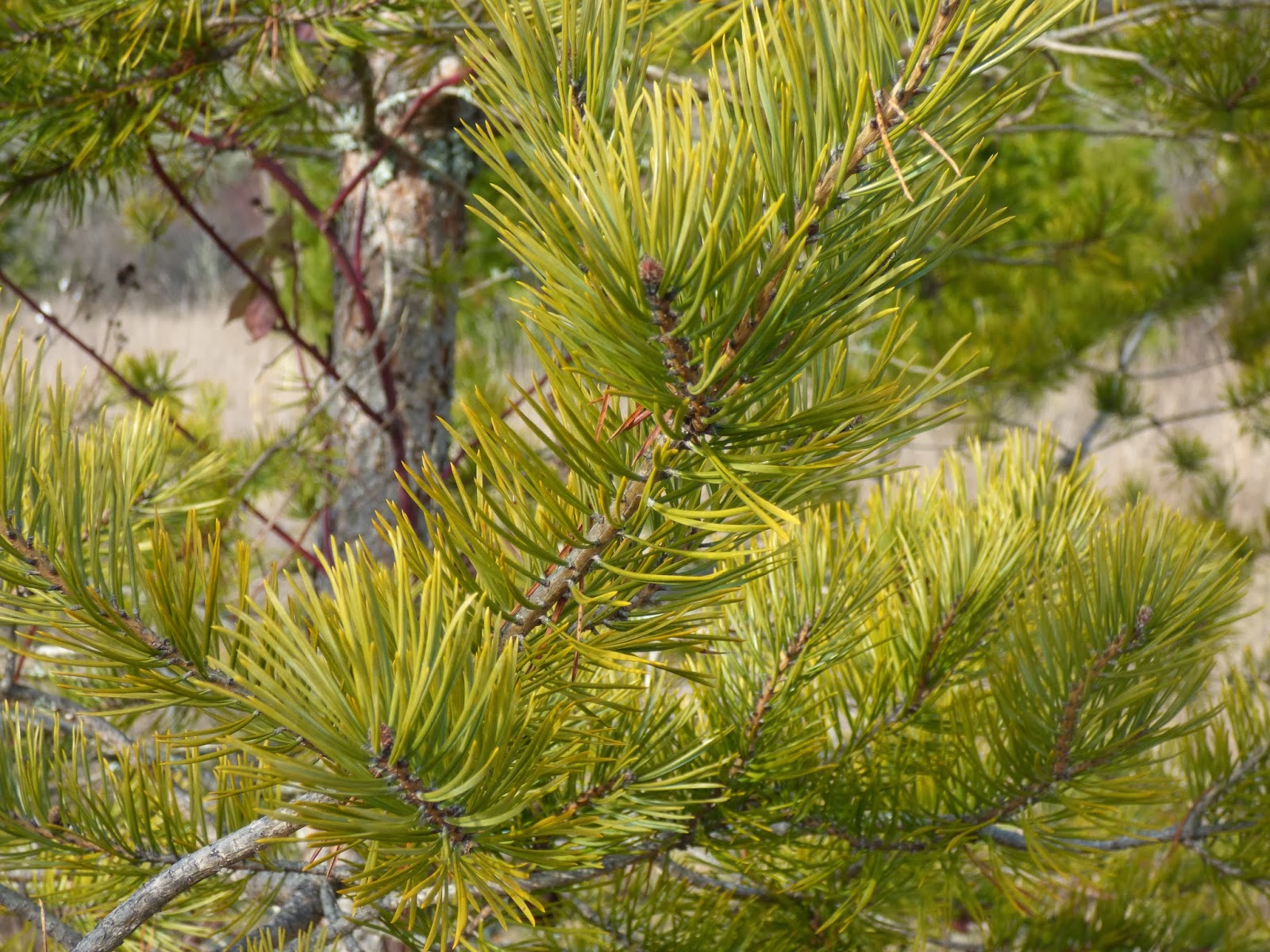 Trees: Two Needle Pines