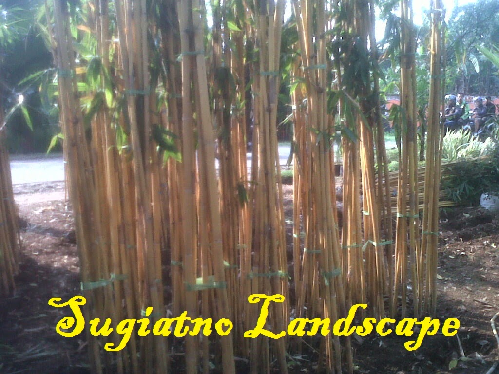 BAMBU PANDA | BAMBU HIAS KUNING | Tukang taman | Grosir Tanaman Hias