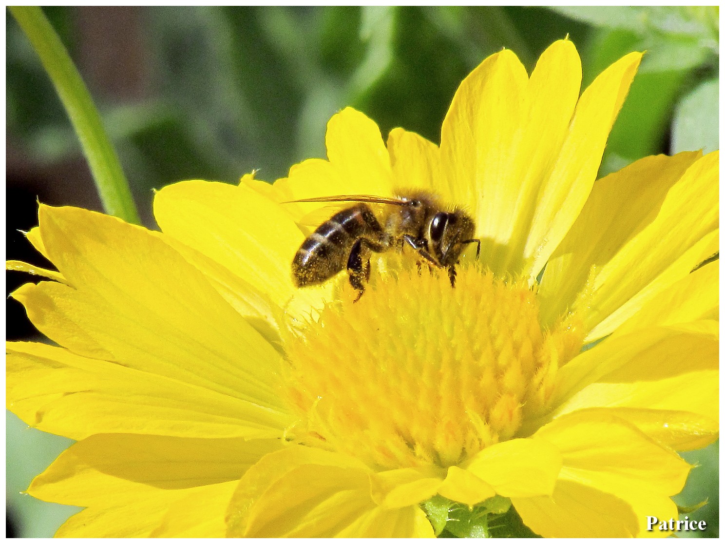 Blog Photos de Patrice: Des abeilles et des fleurs ça sent bon le MIEL