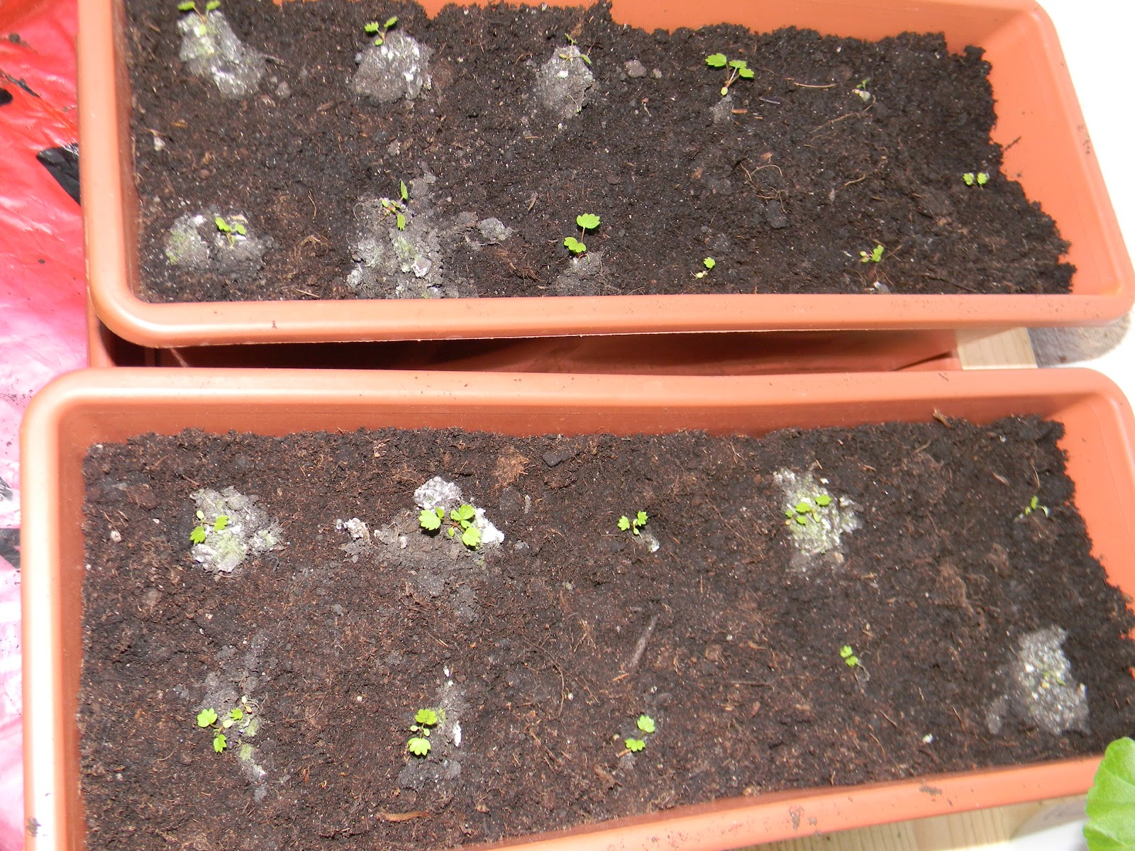 Gradina de pe balcon: Capsuni 5.99