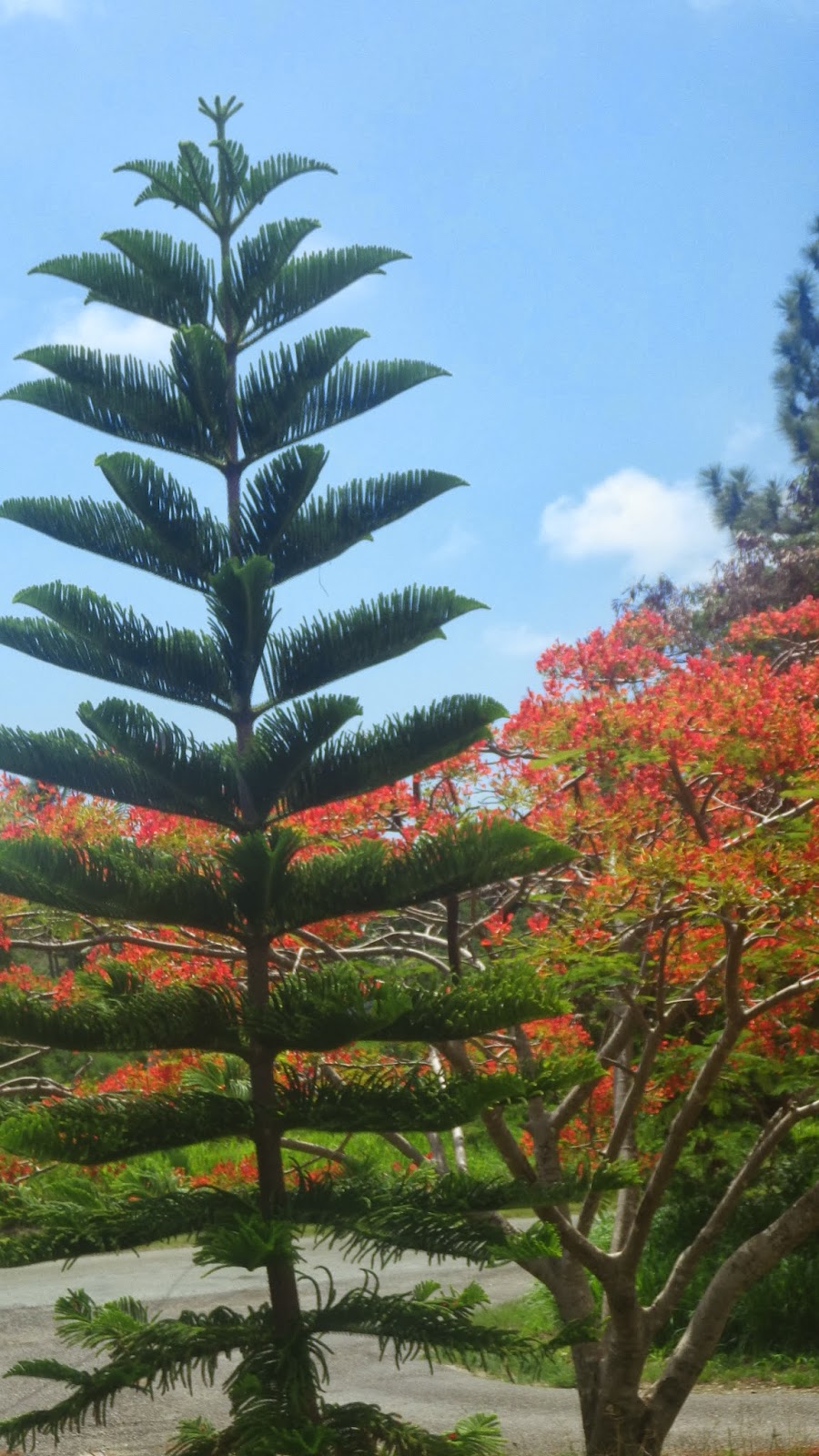 vagabondage au soleil: virée dans le nord de l'île