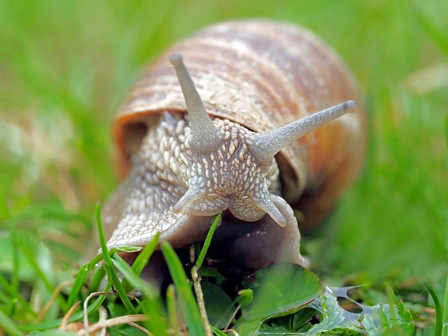 8 Interesting Facts About Snails Facts About All 8 Interesting Facts About Snails Facts About All