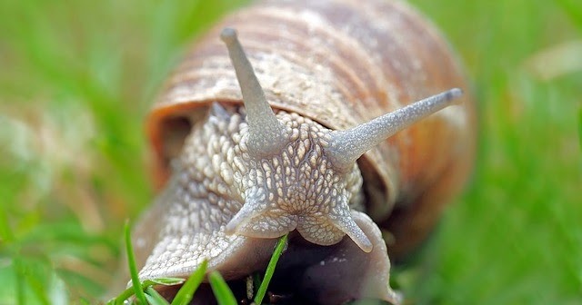 8 interesting facts about snails | Facts About All