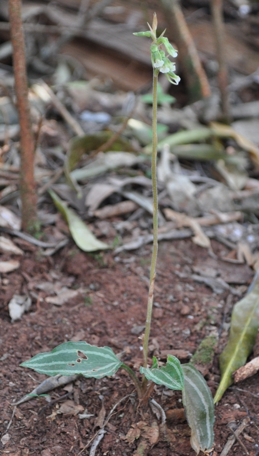 FLORA DE MISIONES Argentina: Cyclopogon calophyllus (Barb. Rodr.) Barb ...