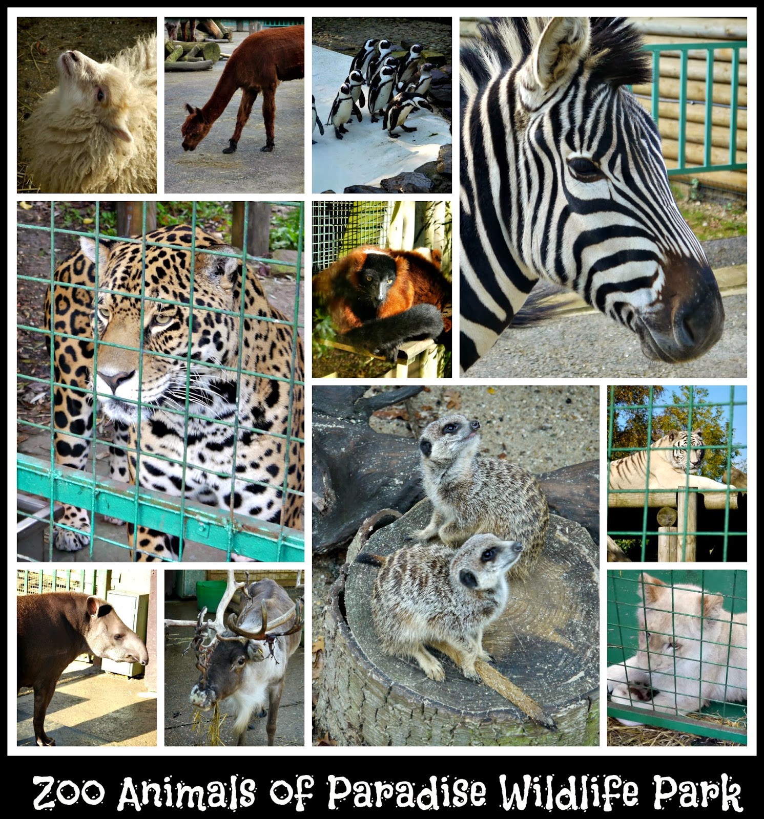 Inside the Wendy House: Paradise Wildlife Park - Snoozzze at the Zoo Review