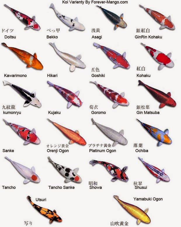 Jenis Jenis Koi Unggulan - Dunia Akuarium