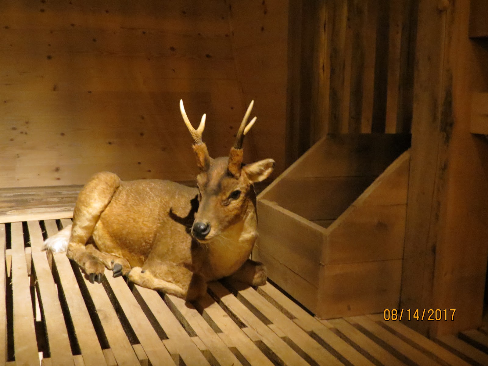 Grandpa Bill and Black Beauty Travel: Ark Encounter, 8/14/2017