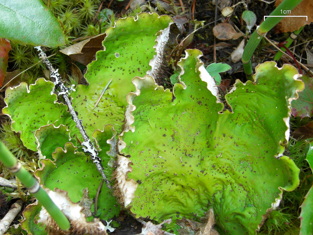 Species of UK: Week 25: Dog Lichen (‘Peltigera’)