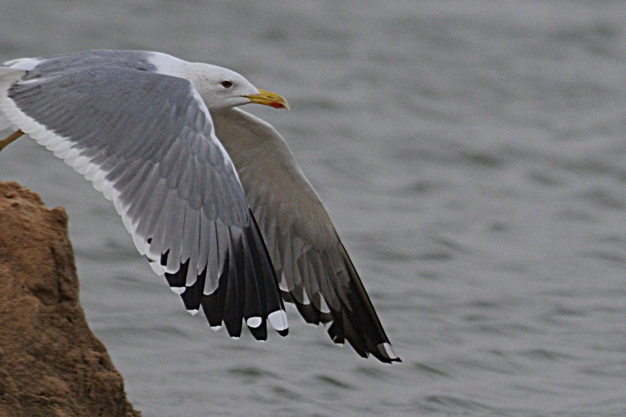 Birds of Saudi Arabia: Armenian Gull, Heuglin's Gull & Steppe Gull ...