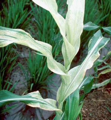 Penyakit Bulai Jagung (Peronosclerospora maydis)